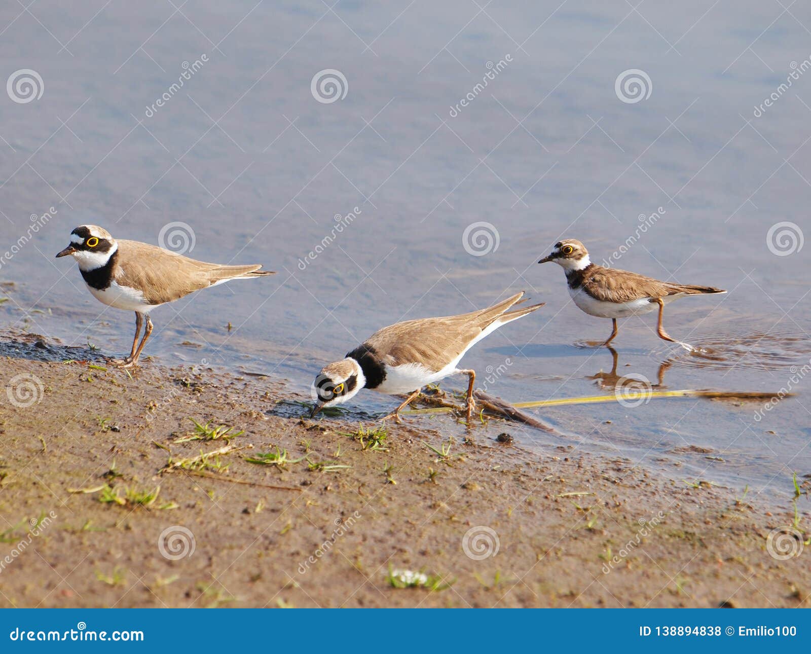 Little Ringed Plover on the Shore Stock Photo - Image of yellow ...