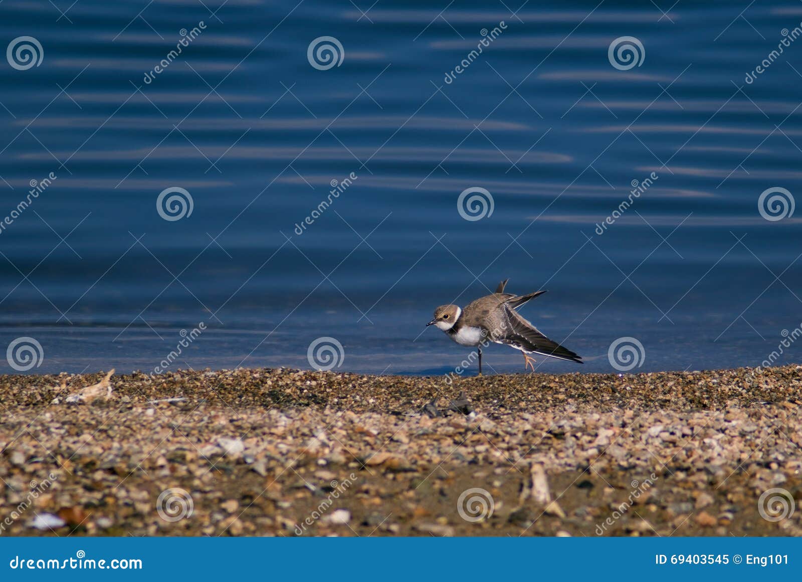 Little Ringed Plover in Winter Plumage Stretching Its Wing Stock Image ...