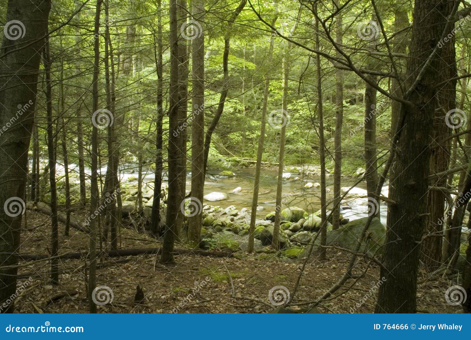 Little River through Trees stock photo. Image of great - 764666