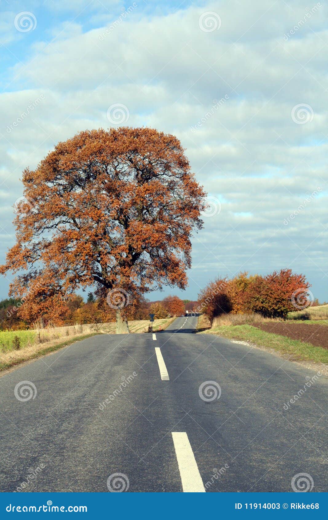 Little road stock image. Image of landscape, trees, street - 11914003