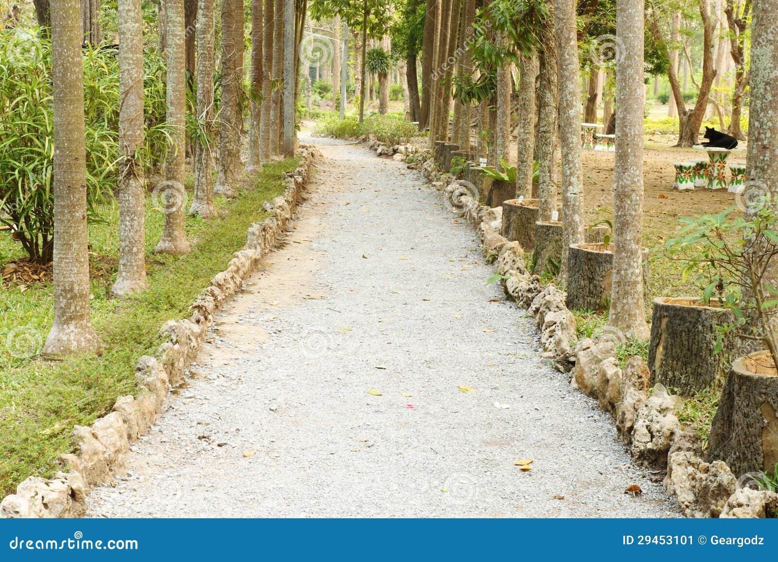 Little Road through Row of Trees Stock Image - Image of lawn, line ...