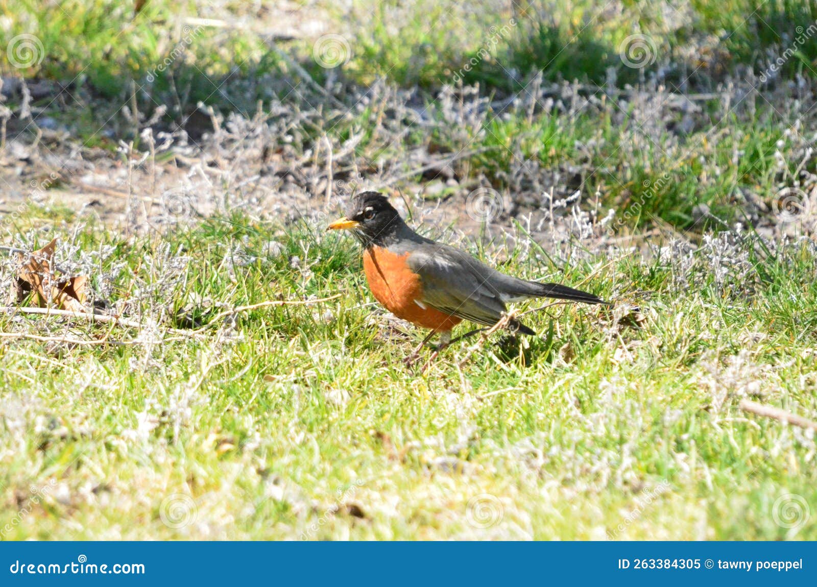 Little robin stock image. Image of little, birds, wildlife - 263384305