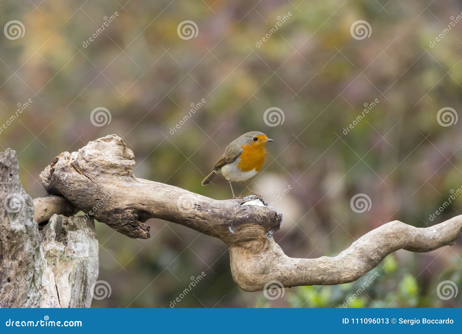 Little robin bird in Italy stock image. Image of animal - 111096013