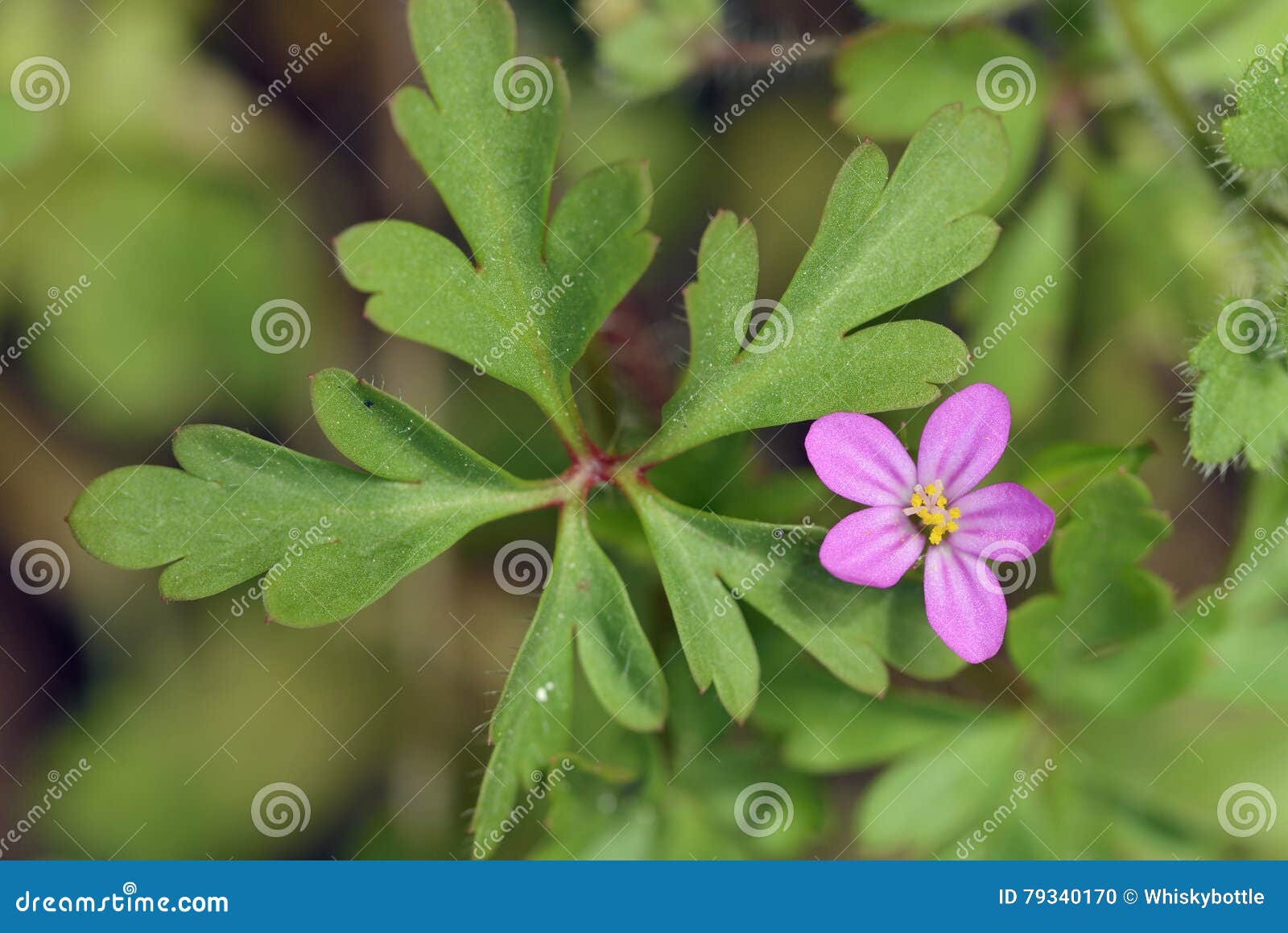 Little Robin stock photo. Image of robin, leaves, horizontal - 79340170