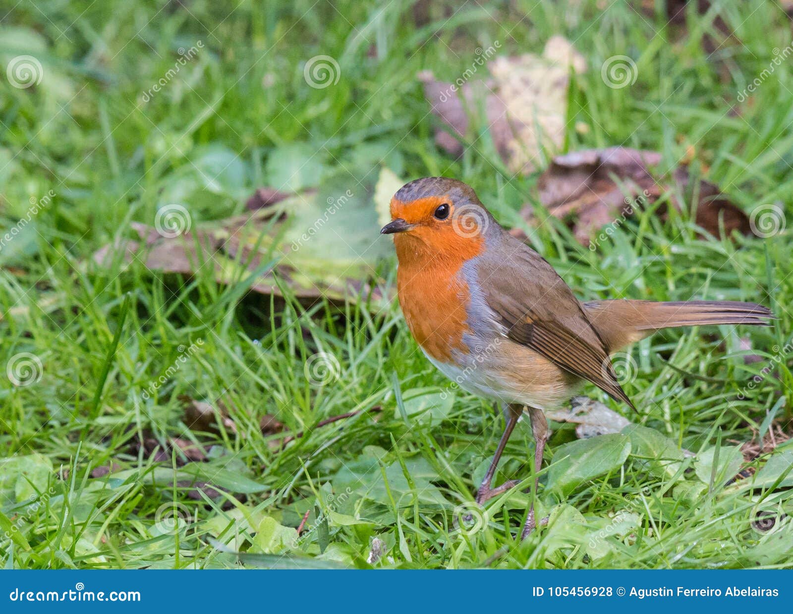 The little robin! stock photo. Image of food, robin - 105456928