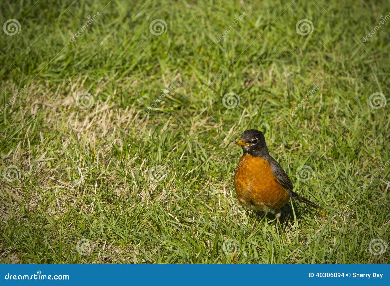 Little Robin stock photo. Image of little, orange, robin - 40306094