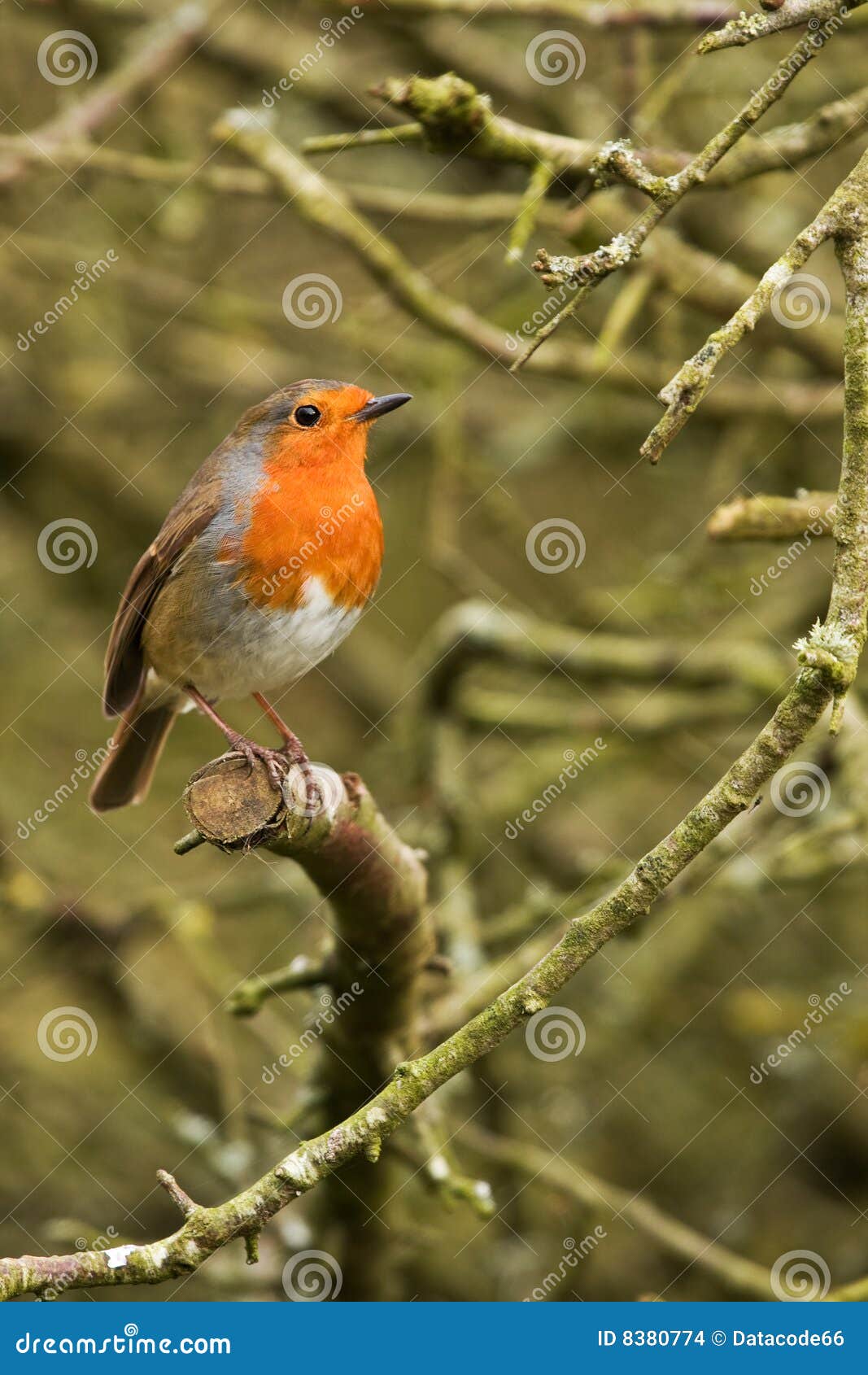 Little robin red breast stock photo. Image of daytime - 8380774