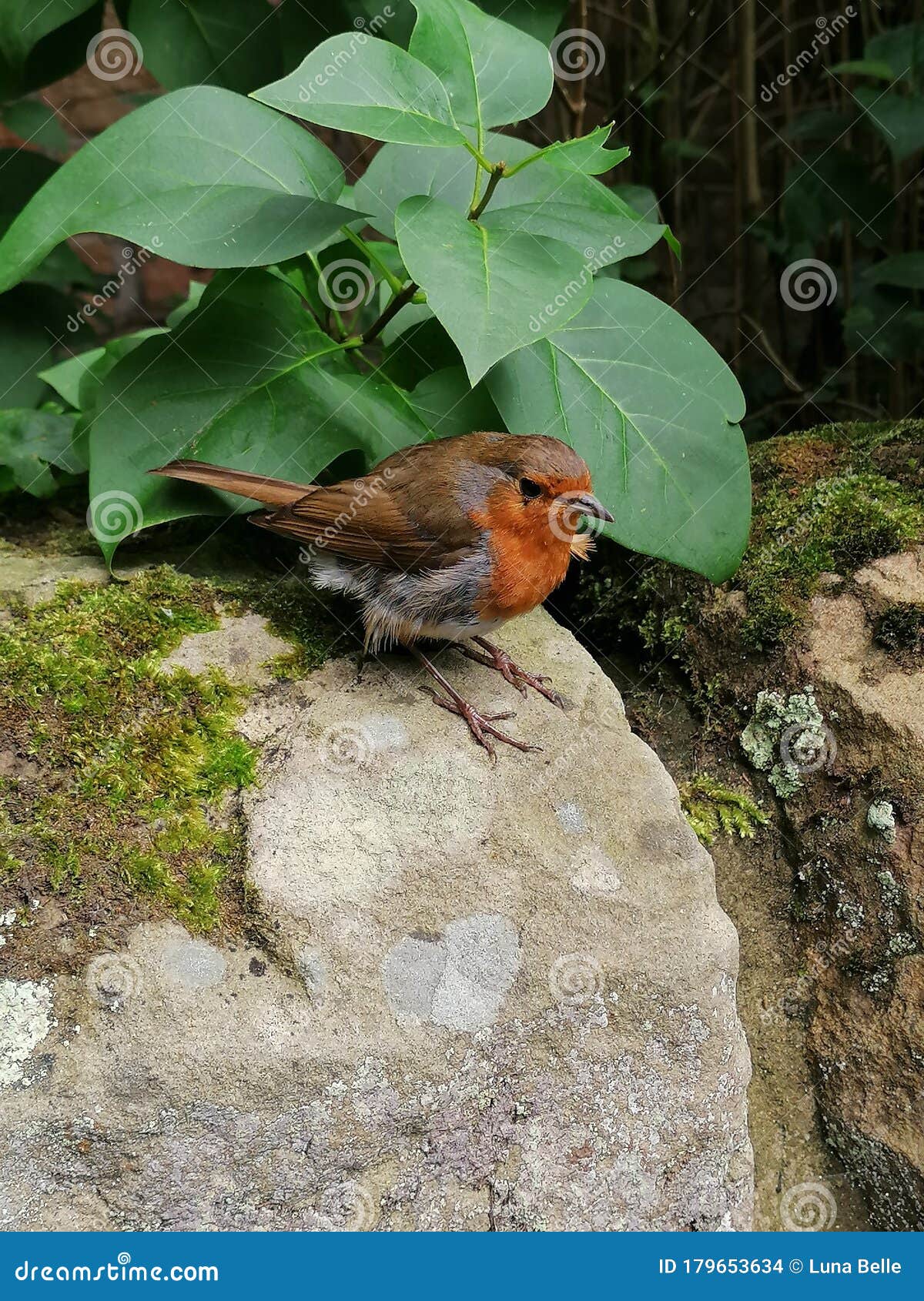 Little Robin Red breast stock photo. Image of autumn - 179653634