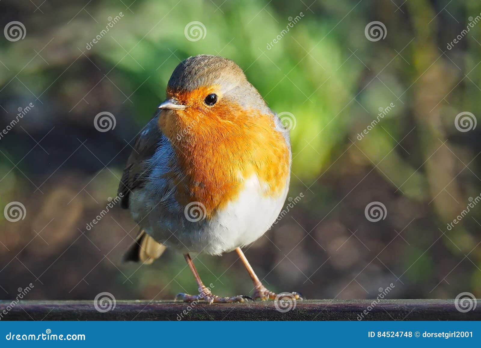 Little Robin Redbreast stock photo. Image of feathers - 84524748