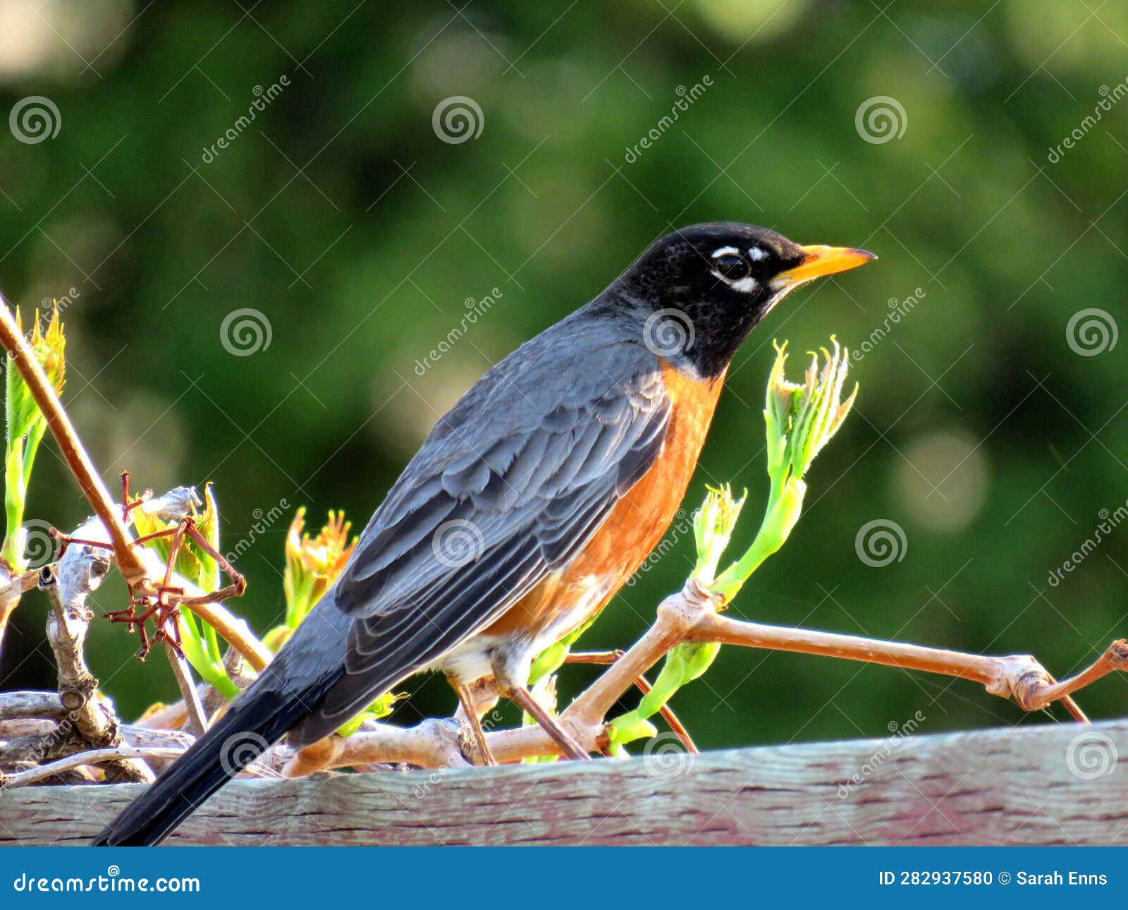 Little Robin Series 04 stock photo. Image of wing, yellow - 282937580