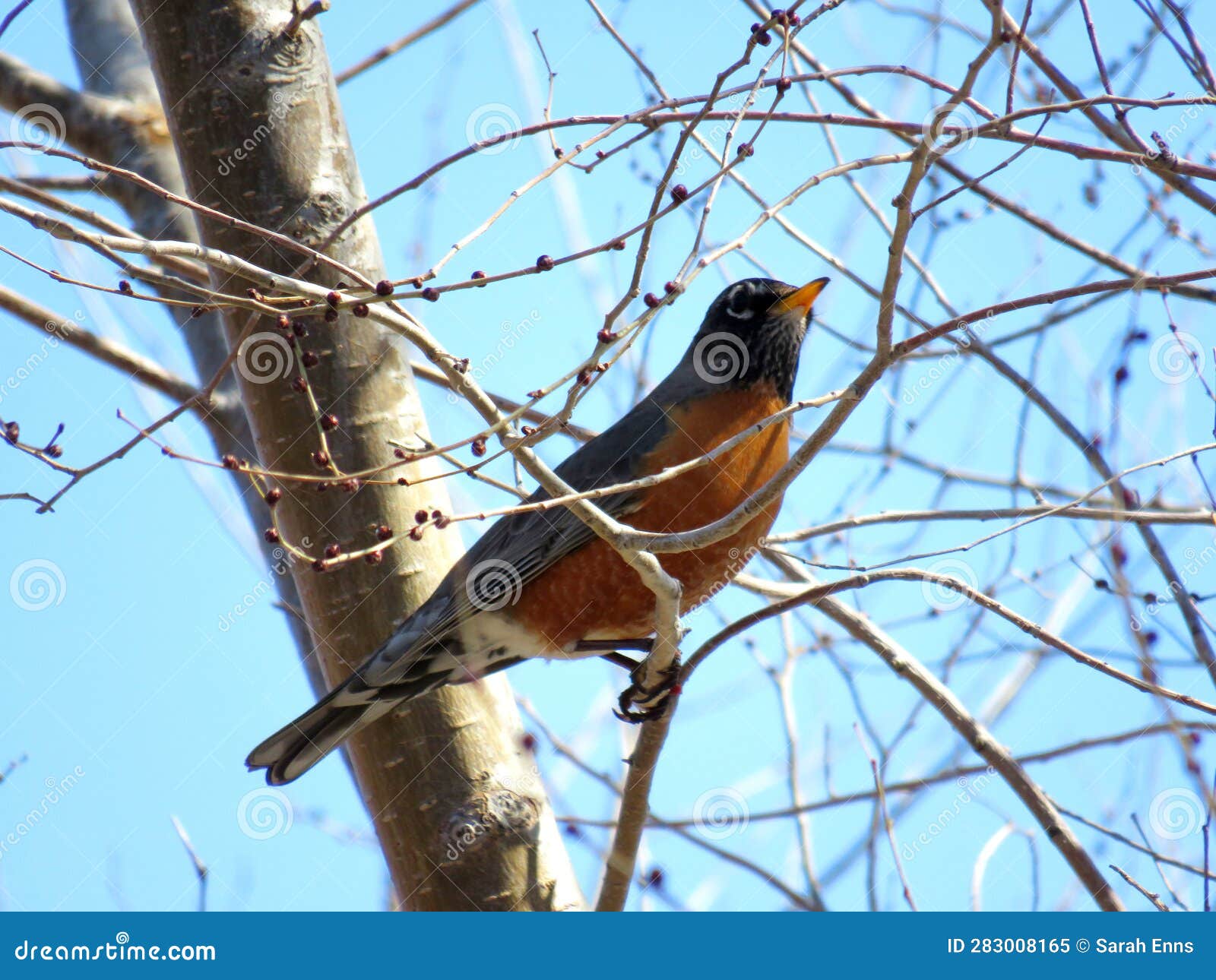 Little Robin Series 01 stock image. Image of trees, nature - 283008165