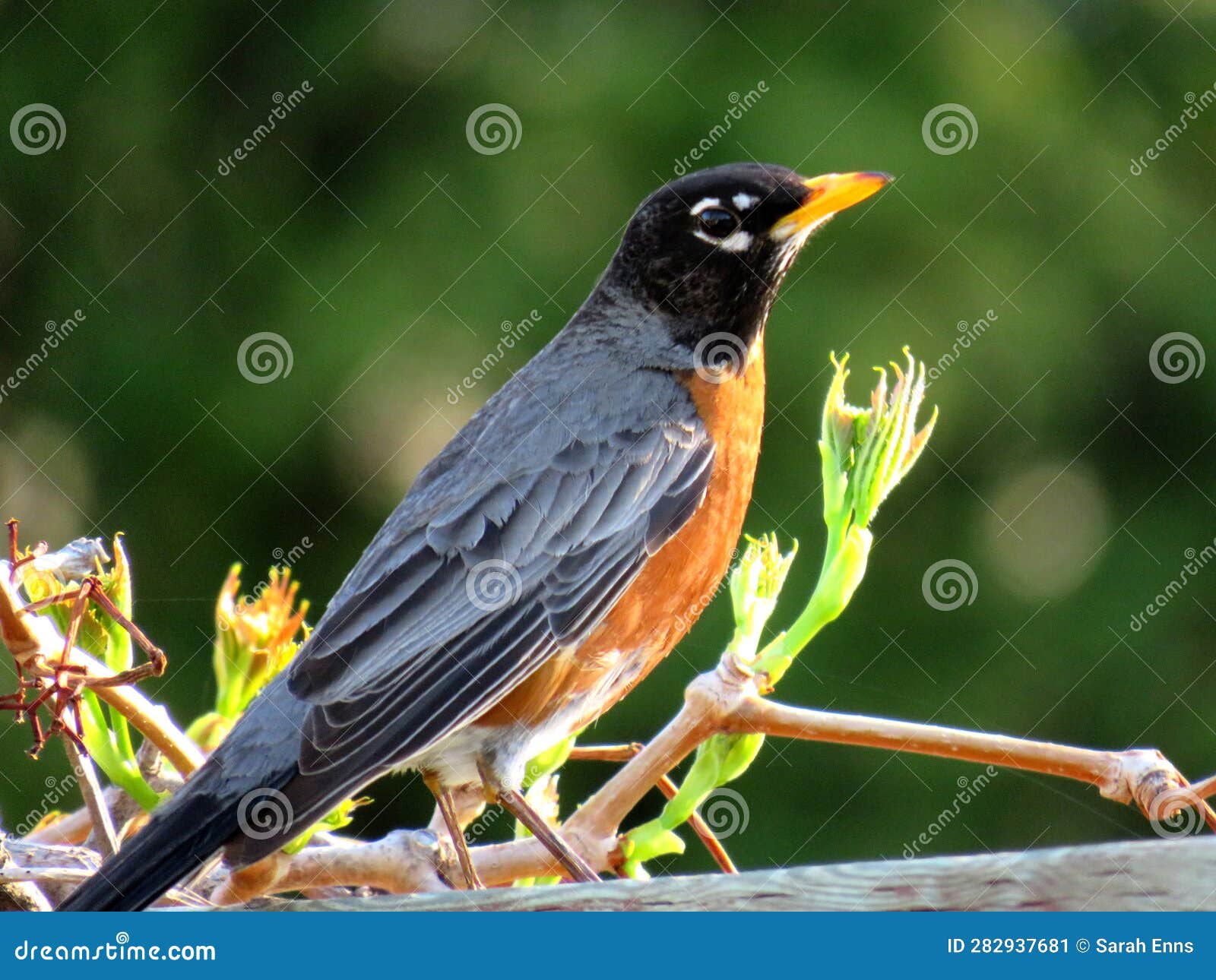Little Robin Series 05 stock image. Image of blackbird - 282937681