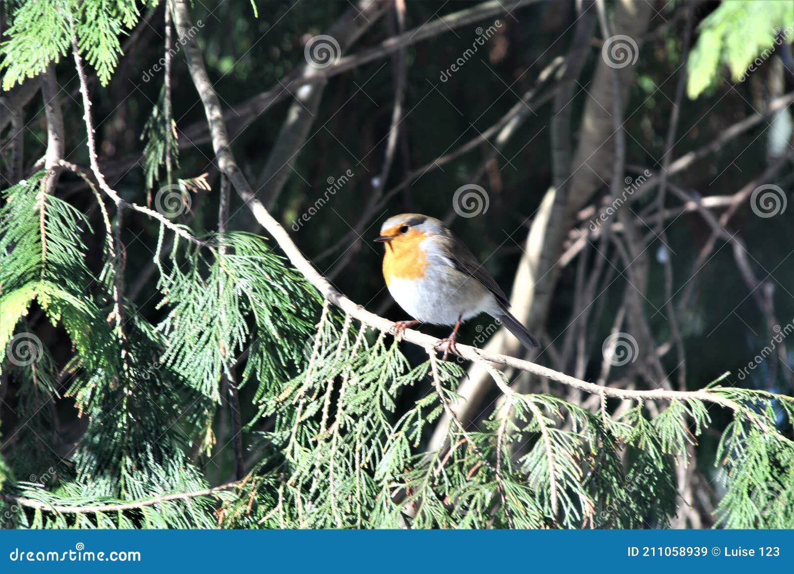 A Little Robin Sits on a Green Branch Stock Image - Image of tree ...