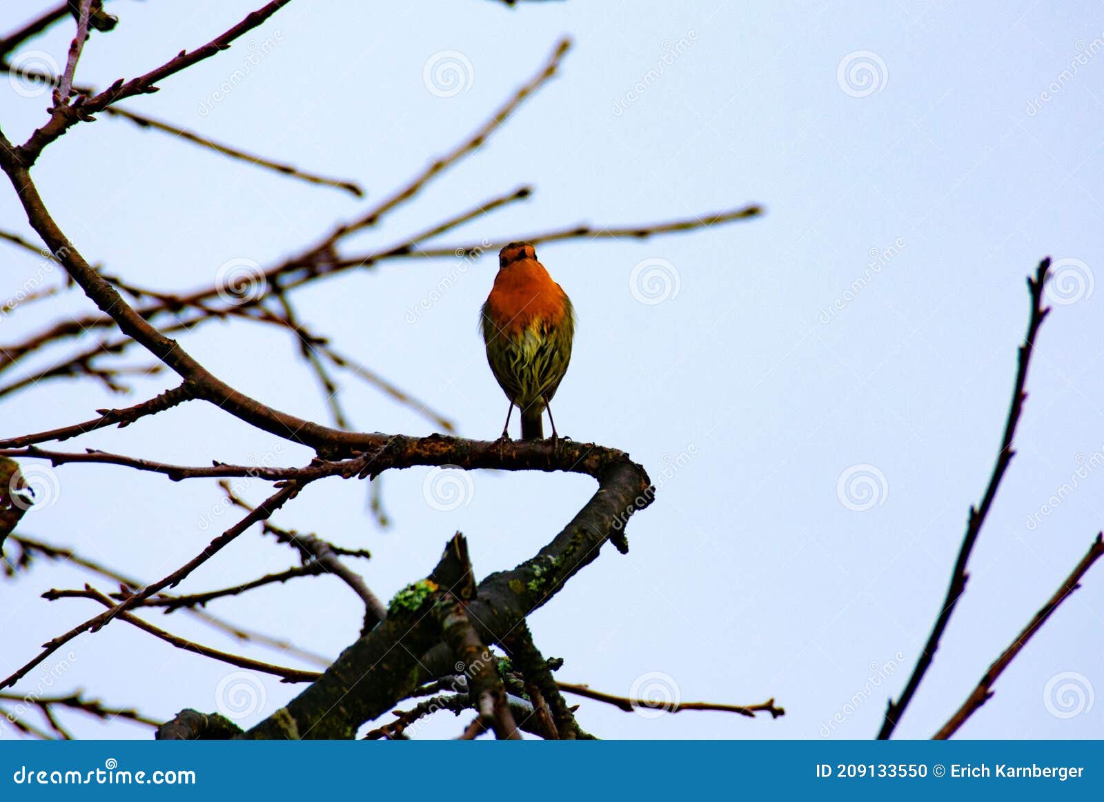 Little Robin on a Tree Branch Stock Photo - Image of feather ...