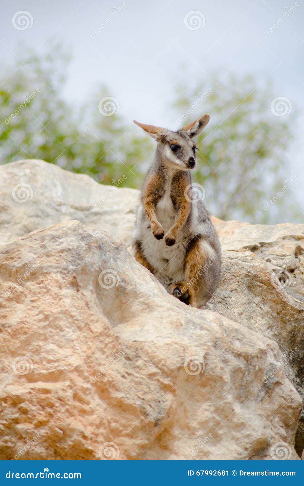 Little Rock Wallaby in Natural Environment Stock Image - Image of ...