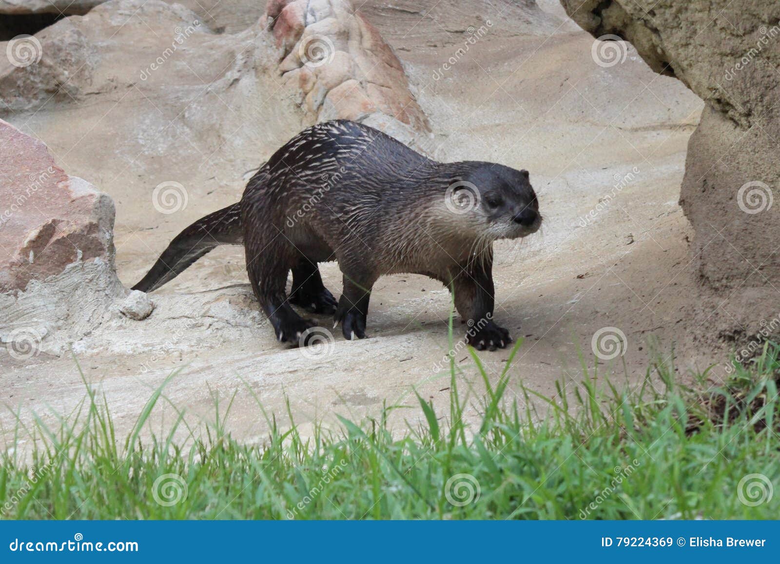 Little Rock Zoo - Mr. Otter-Man Stock Image - Image of arkansas, mink ...