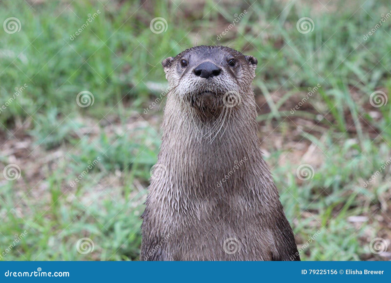Little Rock Zoo - Mr. Otter-Man Stock Photo - Image of curious ...