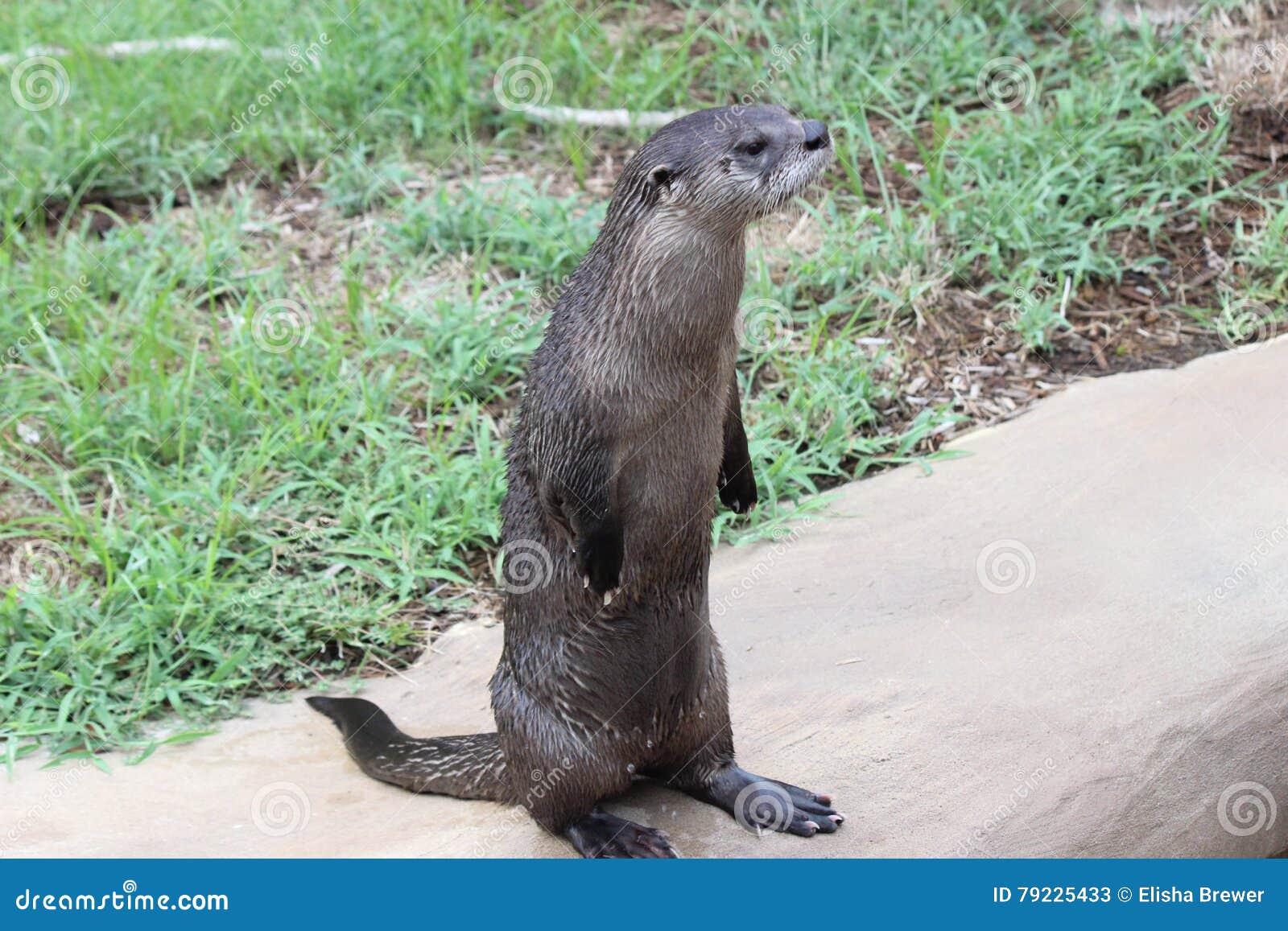 Little Rock Zoo - Mr. Otter-Man Stock Image - Image of fauna, otter ...