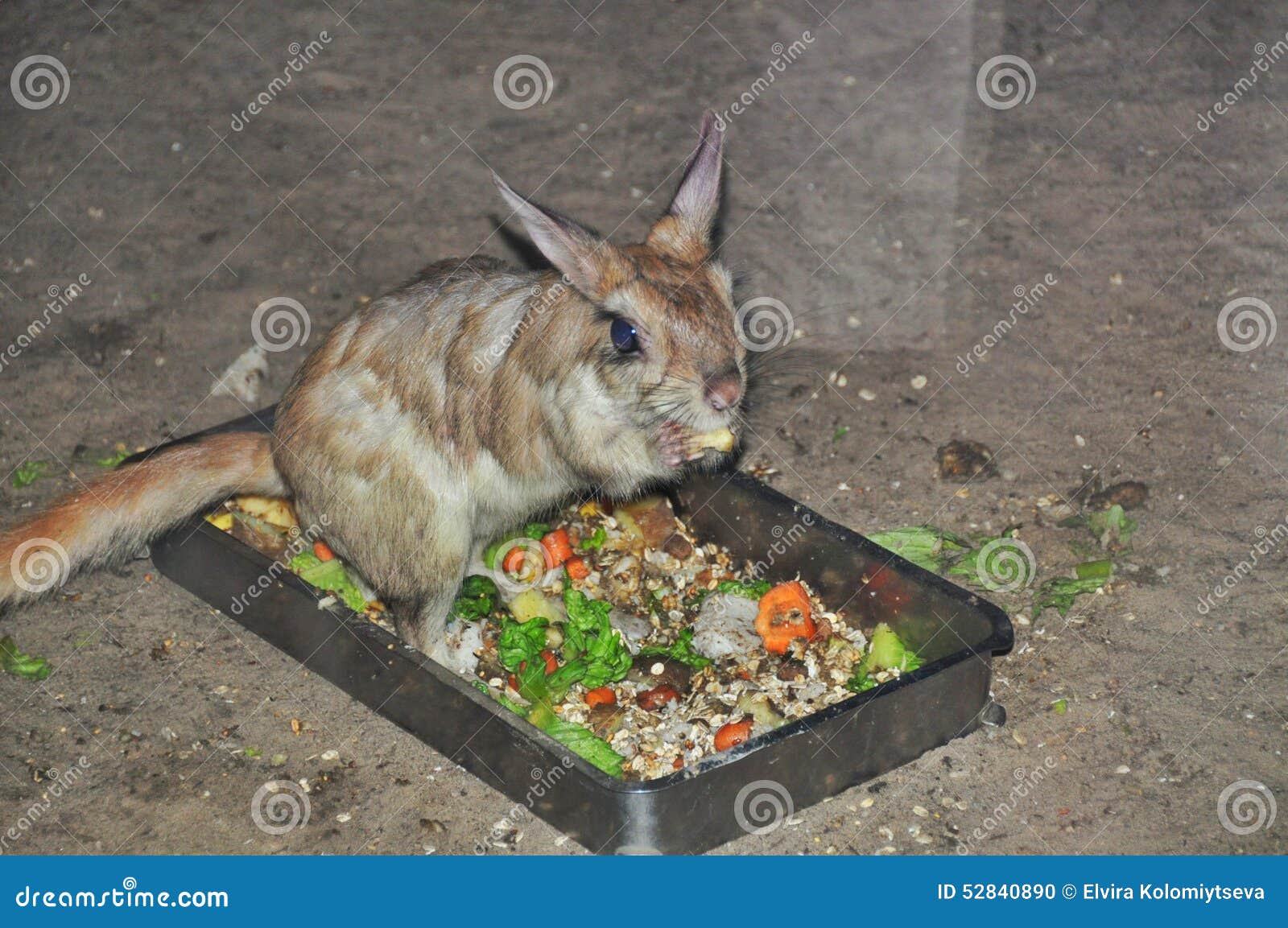 Little rodent stock photo. Image of funny, animal, coney - 52840890