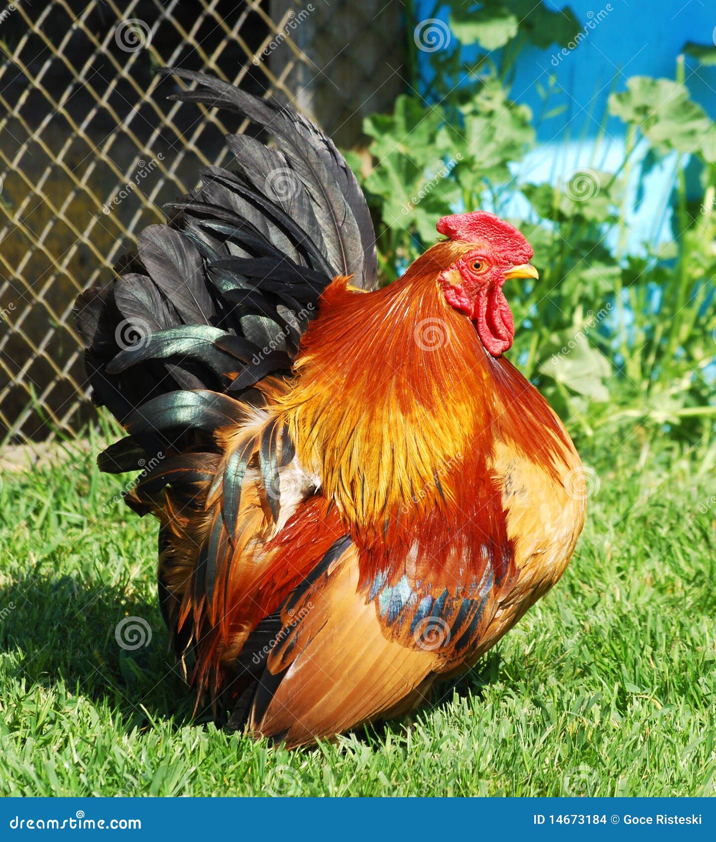 Little rooster stock photo. Image of livestock, farmyard - 14673184