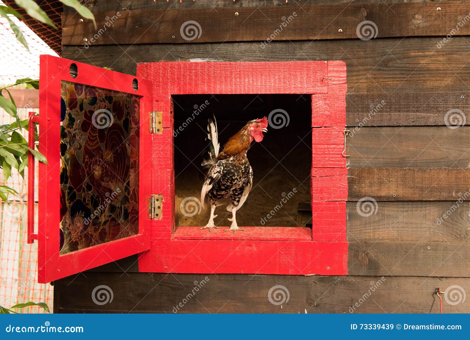 Little rooster stock image. Image of young, nature, rooster - 73339439