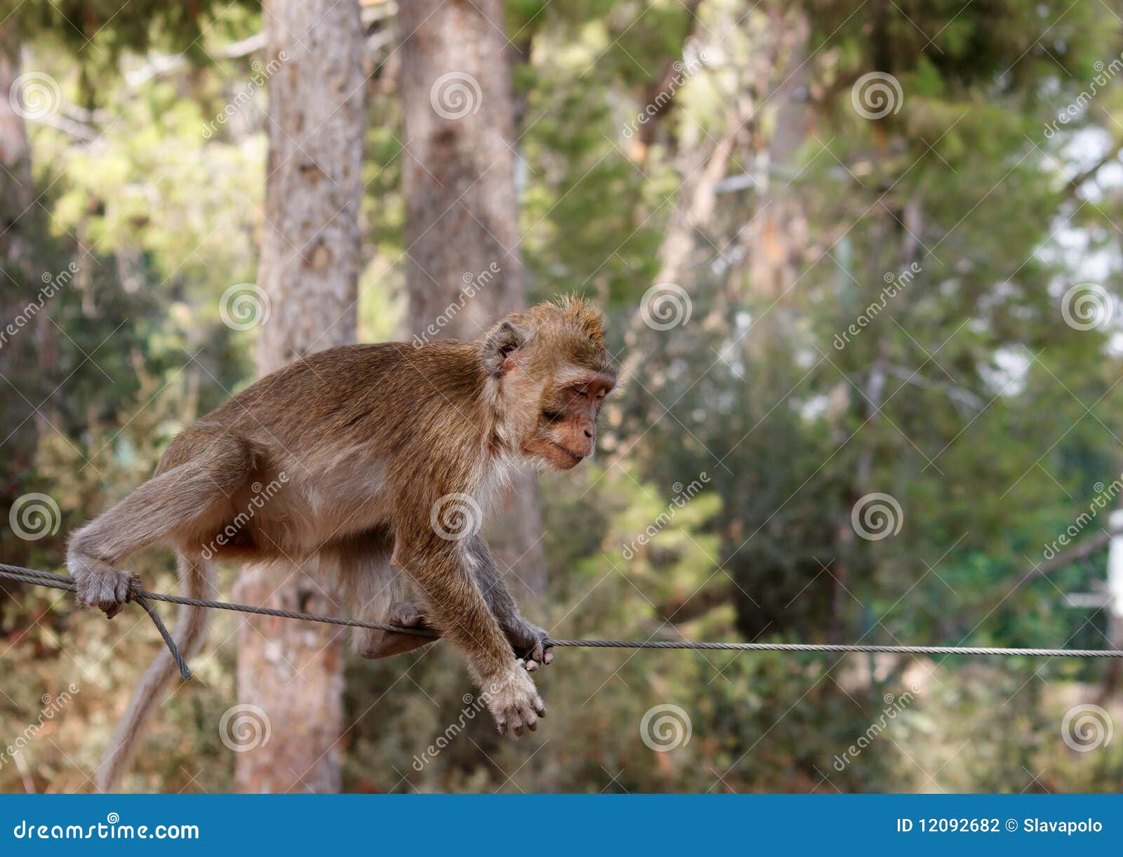 Little rope-walking monkey stock photo. Image of animal - 12092682