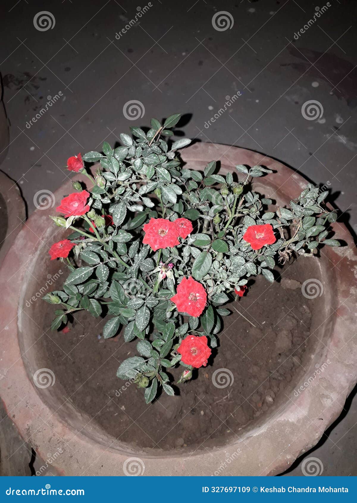 Little Rose stock image. Image of pattern, little, flower - 327697109