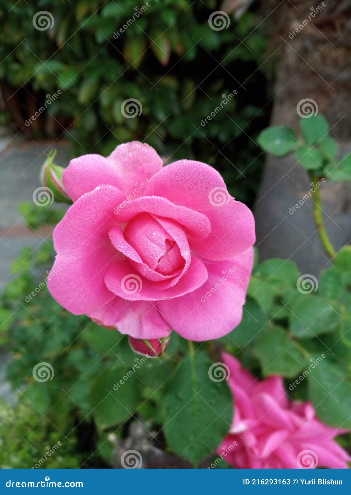 Little rose morning stock image. Image of shrub, little - 216293163