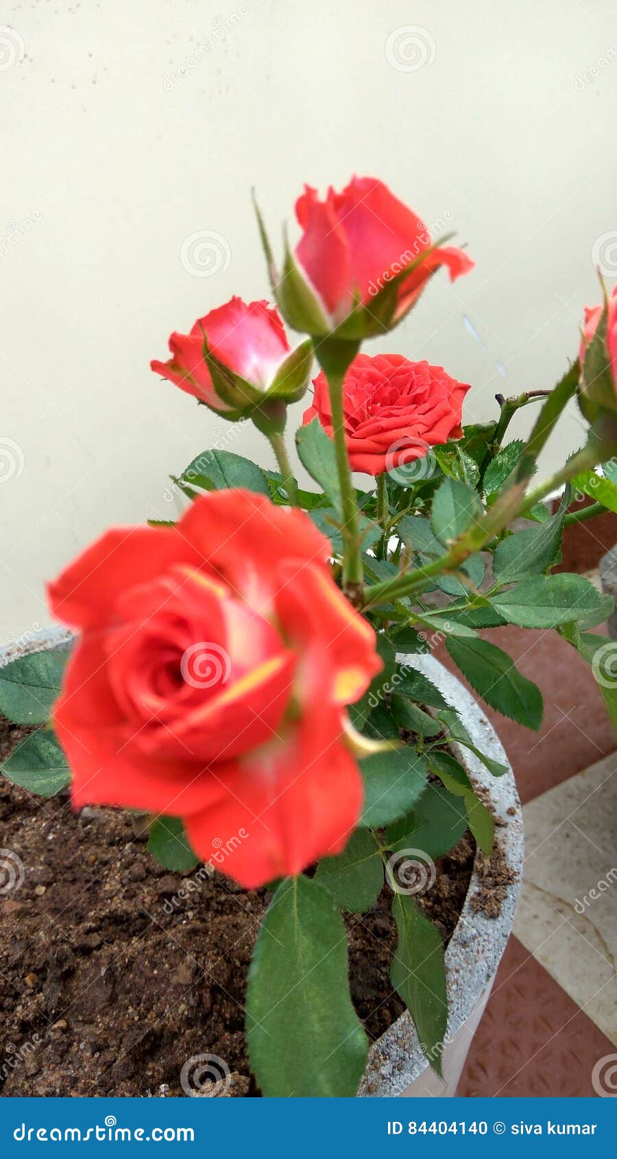 Little rose stock photo. Image of beauty, super, loveable - 84404140