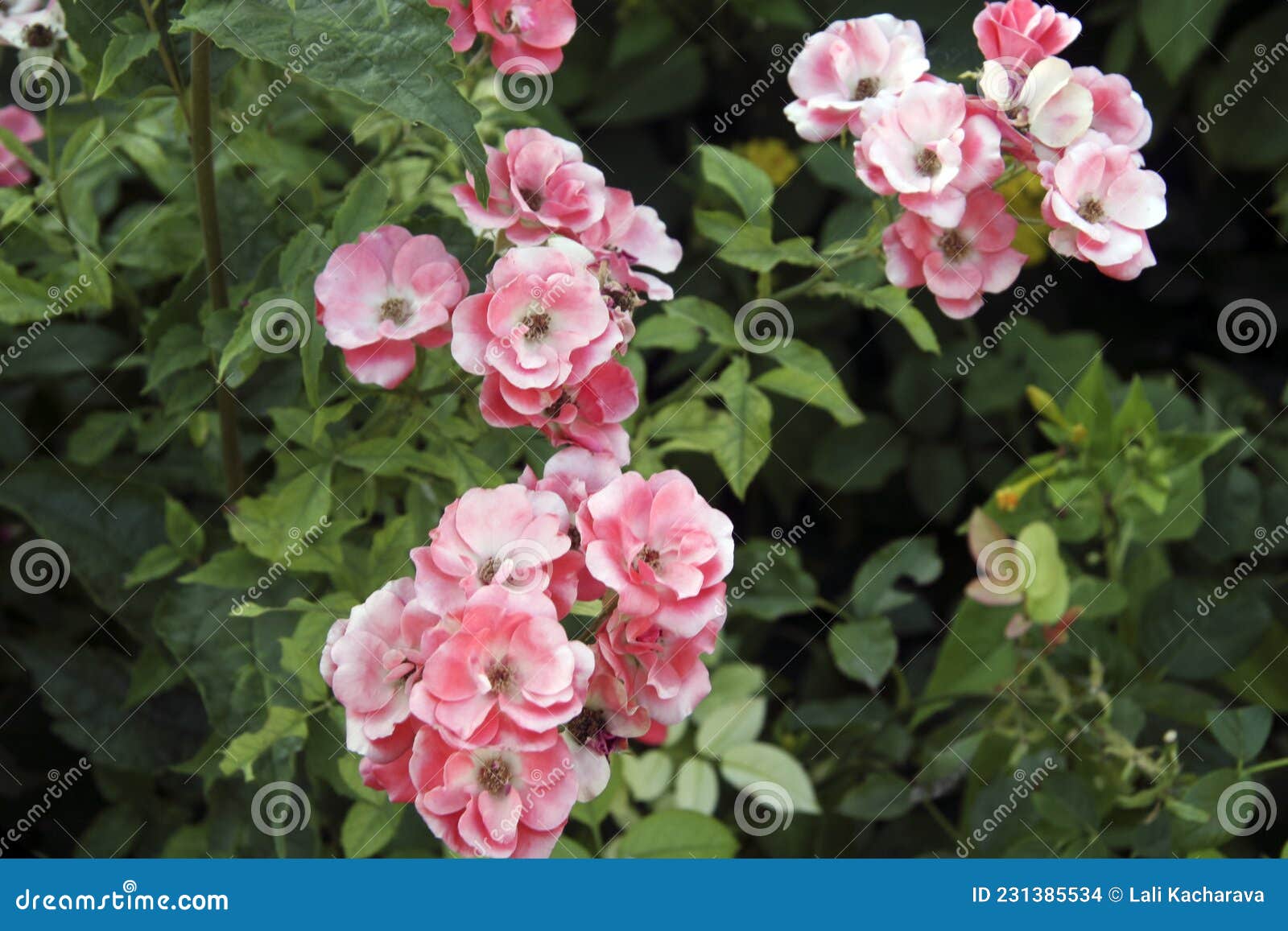 Little roses stock photo. Image of pistil, exotic, rose - 231385534