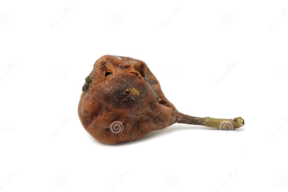 Little rotten pear stock photo. Image of healthy, sweet - 57957672