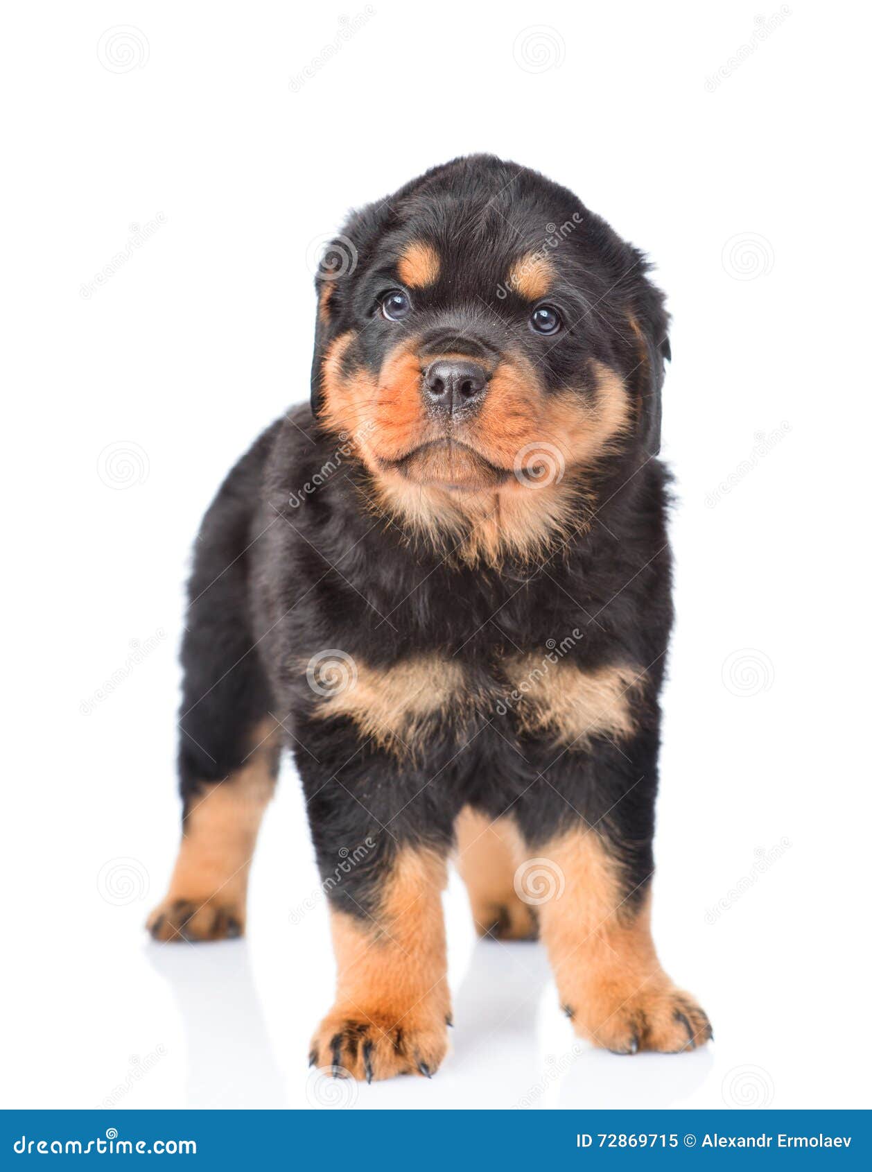Little Rottweiler Puppy Standing in Front View. Isolated on White Stock ...
