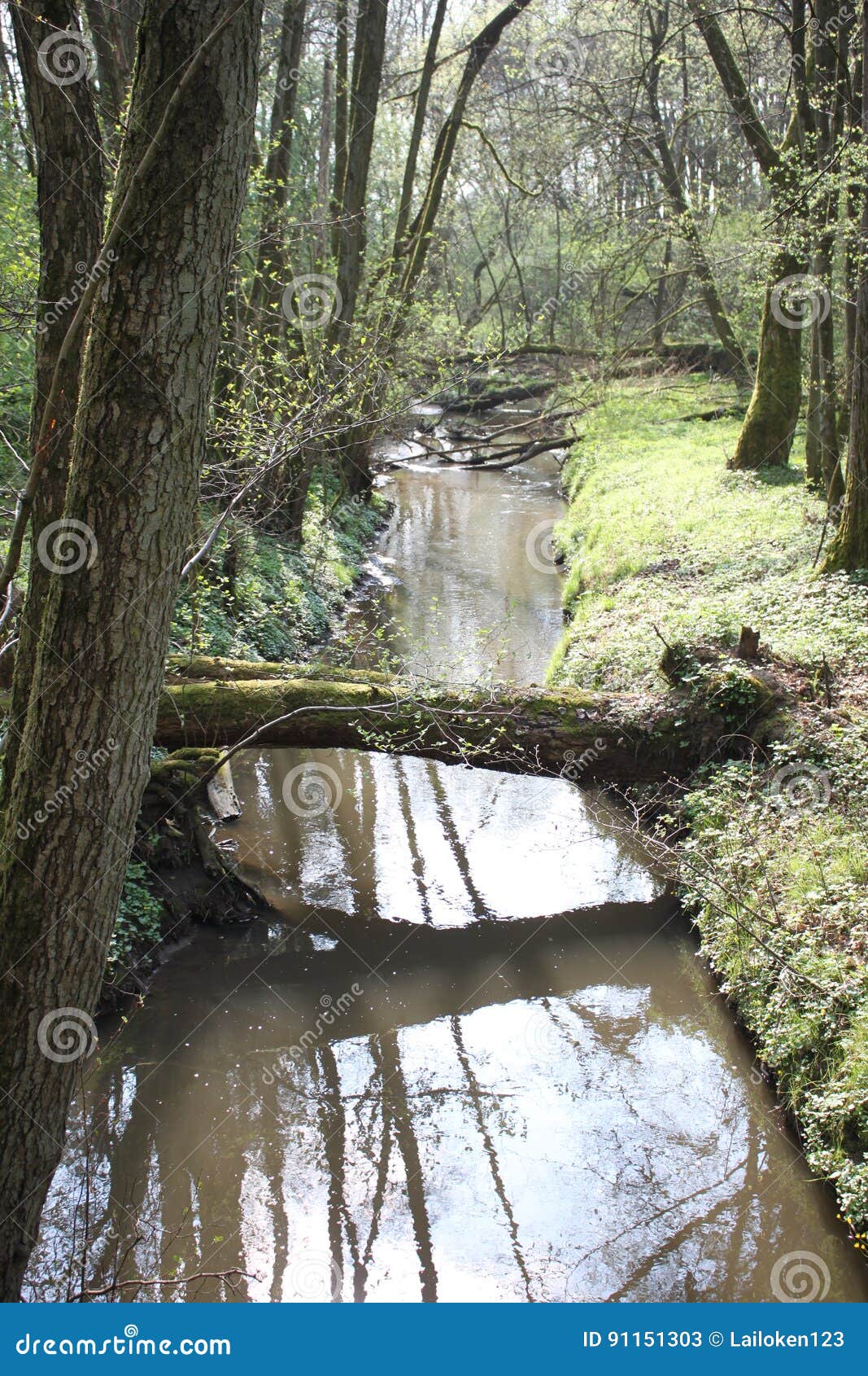 Little runnel stock image. Image of flow, wood, flowing - 91151303