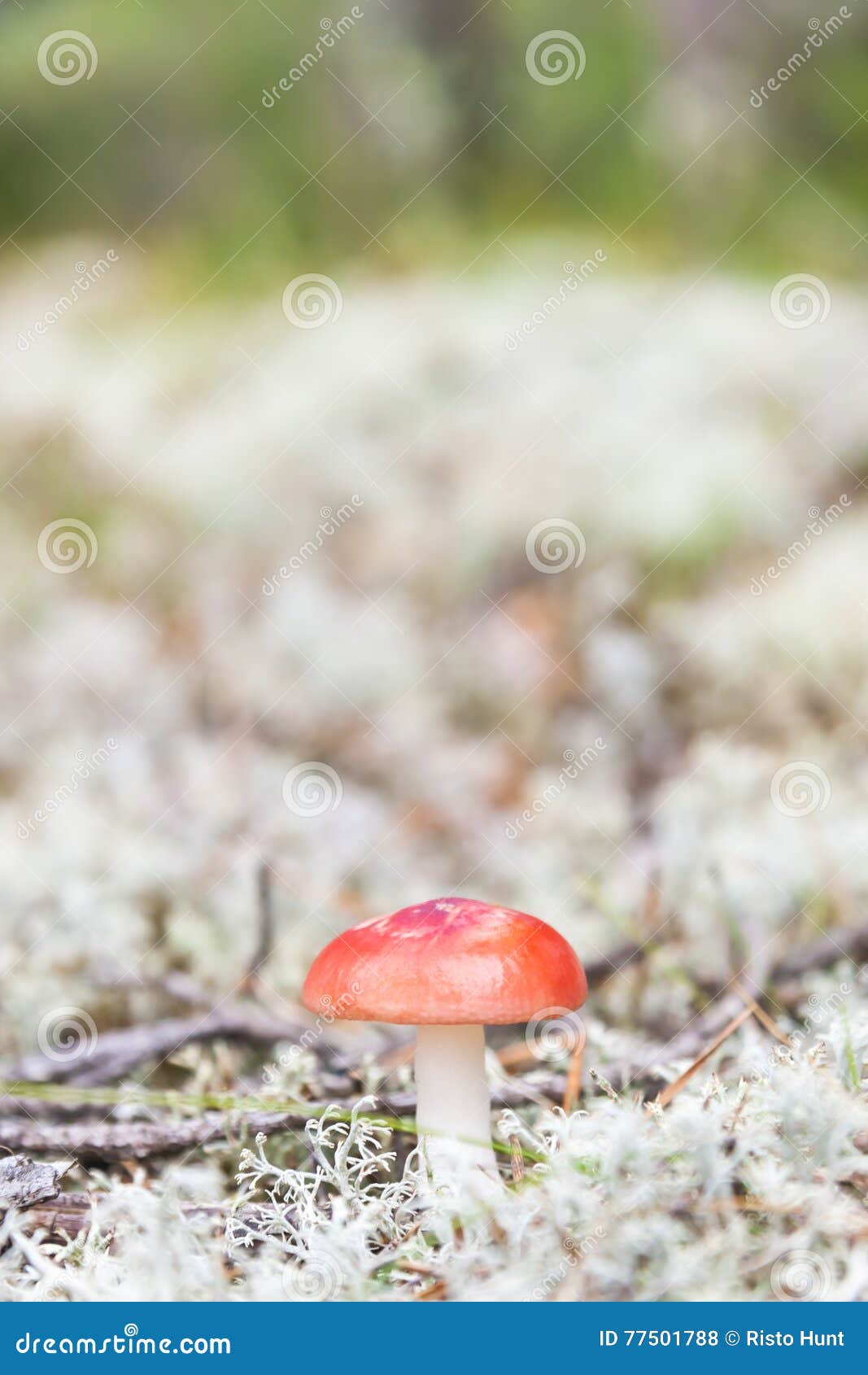 Little Russula Mushroom on White Moss Stock Photo - Image of natural ...