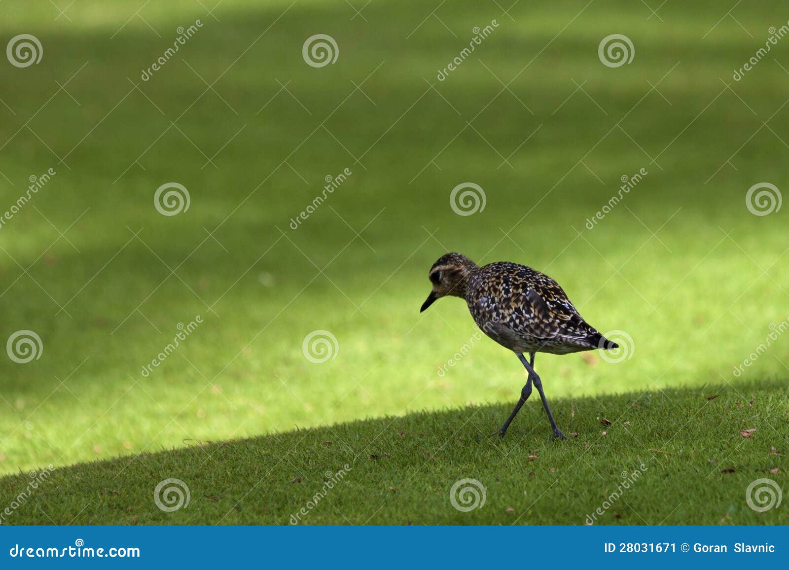 Little sad bird stock image. Image of deserted, green - 28031671