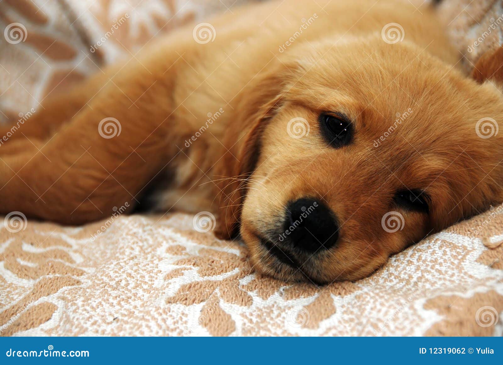 Little sad dog stock photo. Image of hopeless, cute, head - 12319062