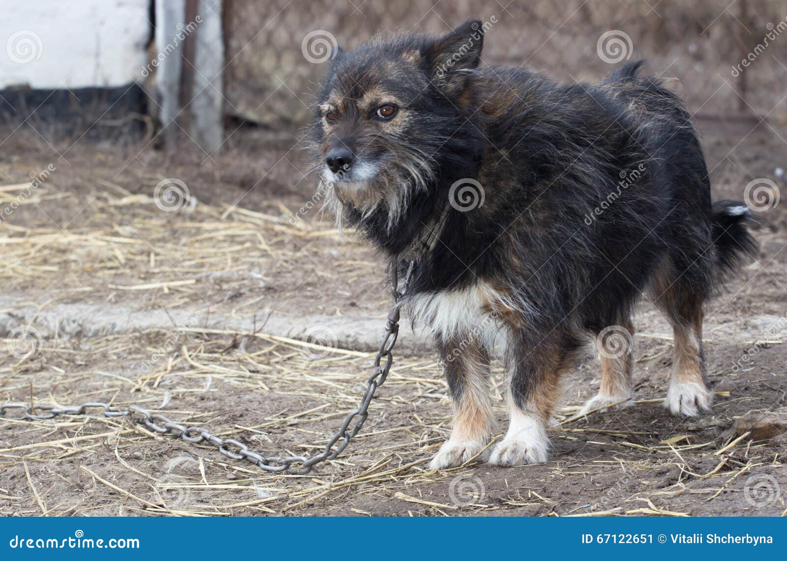Little sad dog on a chain stock image. Image of outdoors - 67122651