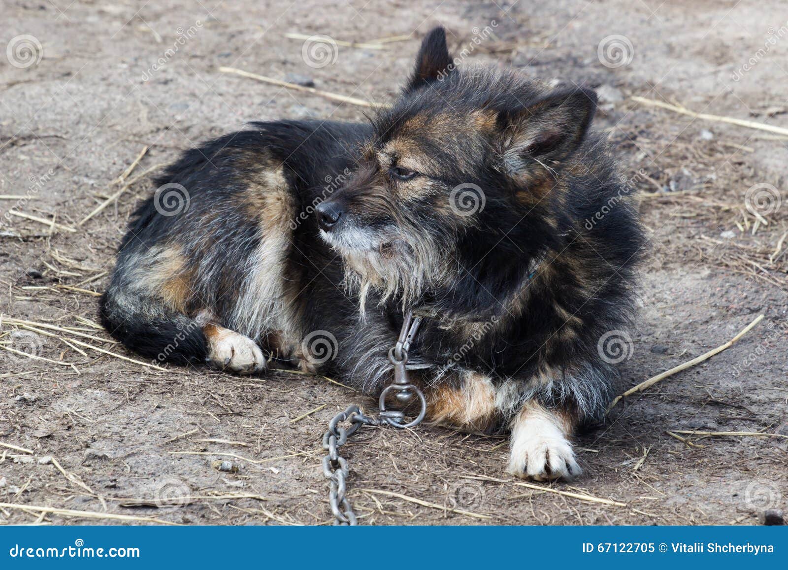 Little sad dog on a chain stock image. Image of booth - 67122705