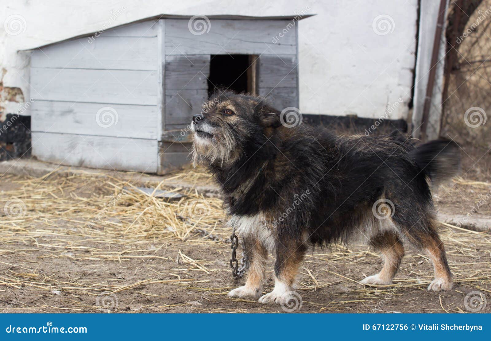 Little sad dog on a chain stock photo. Image of breed - 67122756