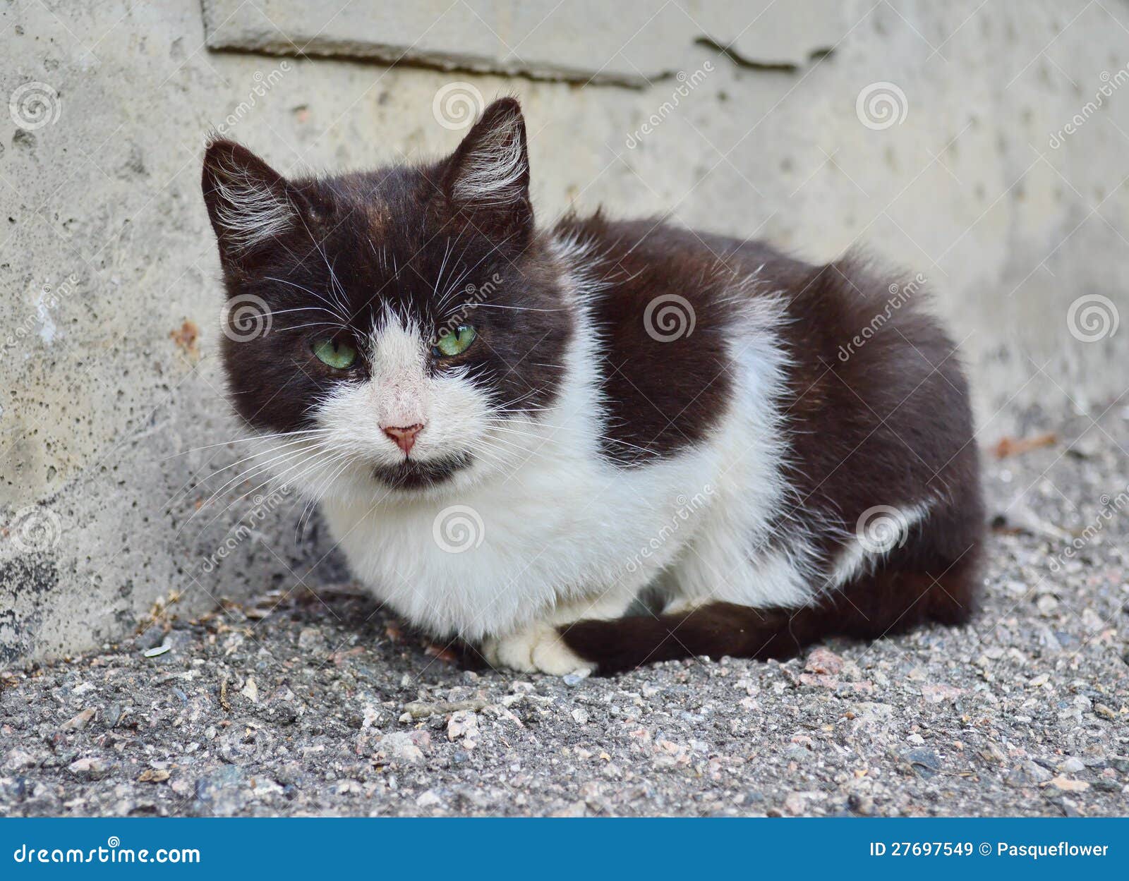 Little sad kitten stock image. Image of green, outdoor - 27697549