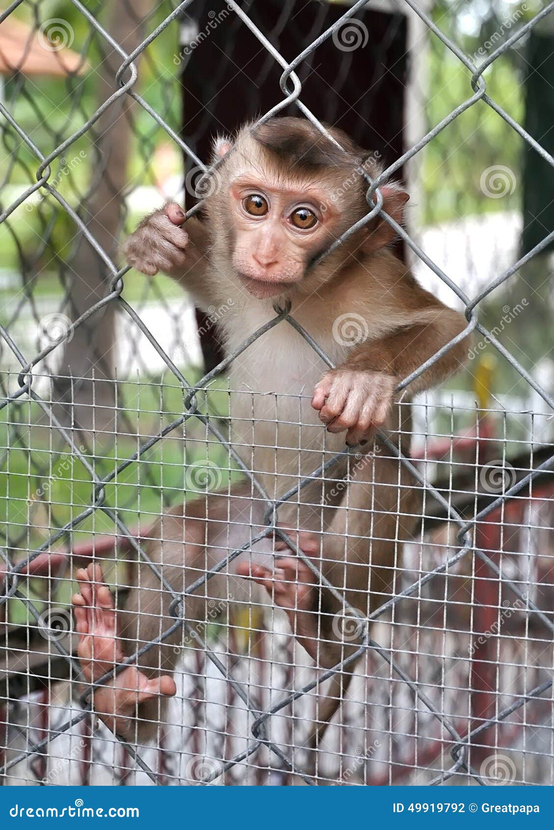 A little sad monkey stock photo. Image of close, depression - 49919792