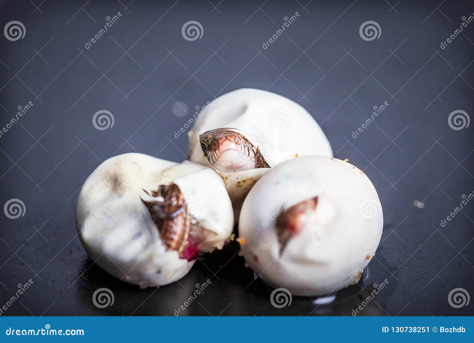 Sand lizards hatching stock image. Image of lacerta - 130738251