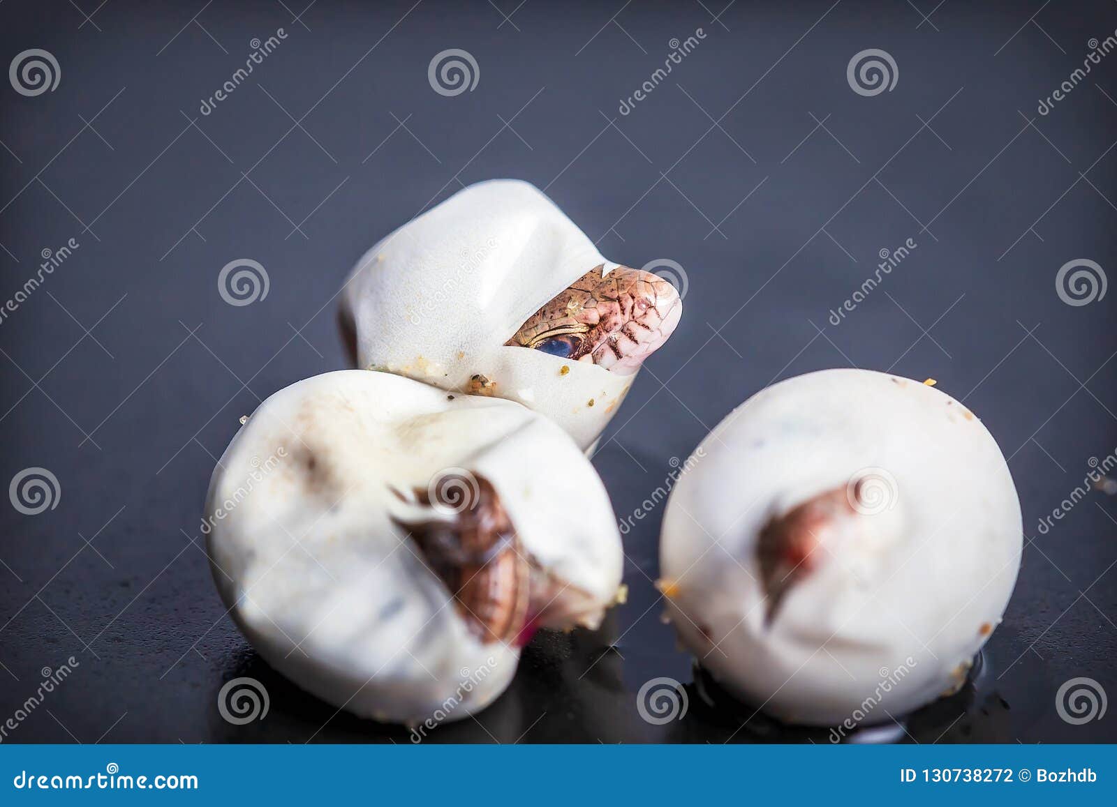 Sand lizards hatching stock photo. Image of macro, rough - 130738272
