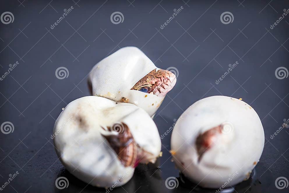 Sand lizards hatching stock photo. Image of macro, rough - 130738272