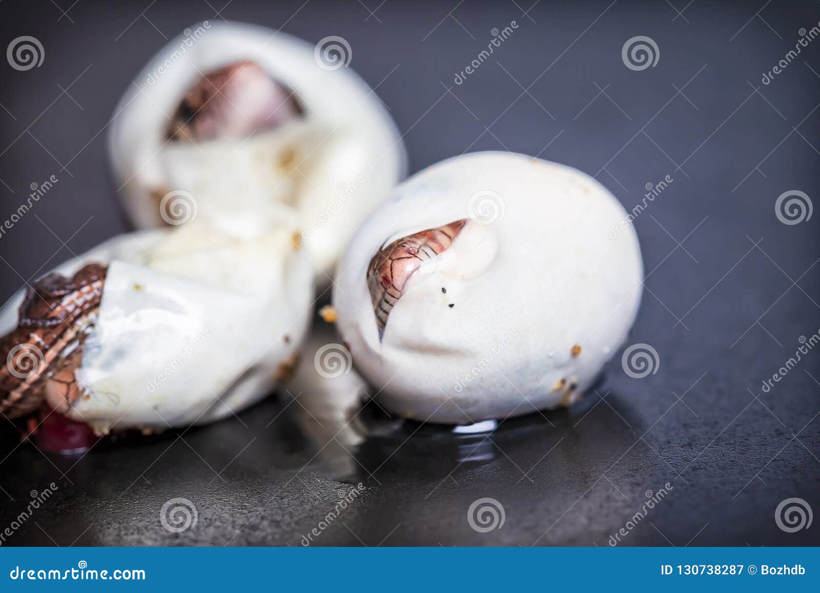 Sand lizards hatching stock image. Image of rough, lacerta - 130738287