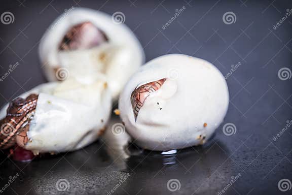 Sand lizards hatching stock image. Image of rough, lacerta - 130738287