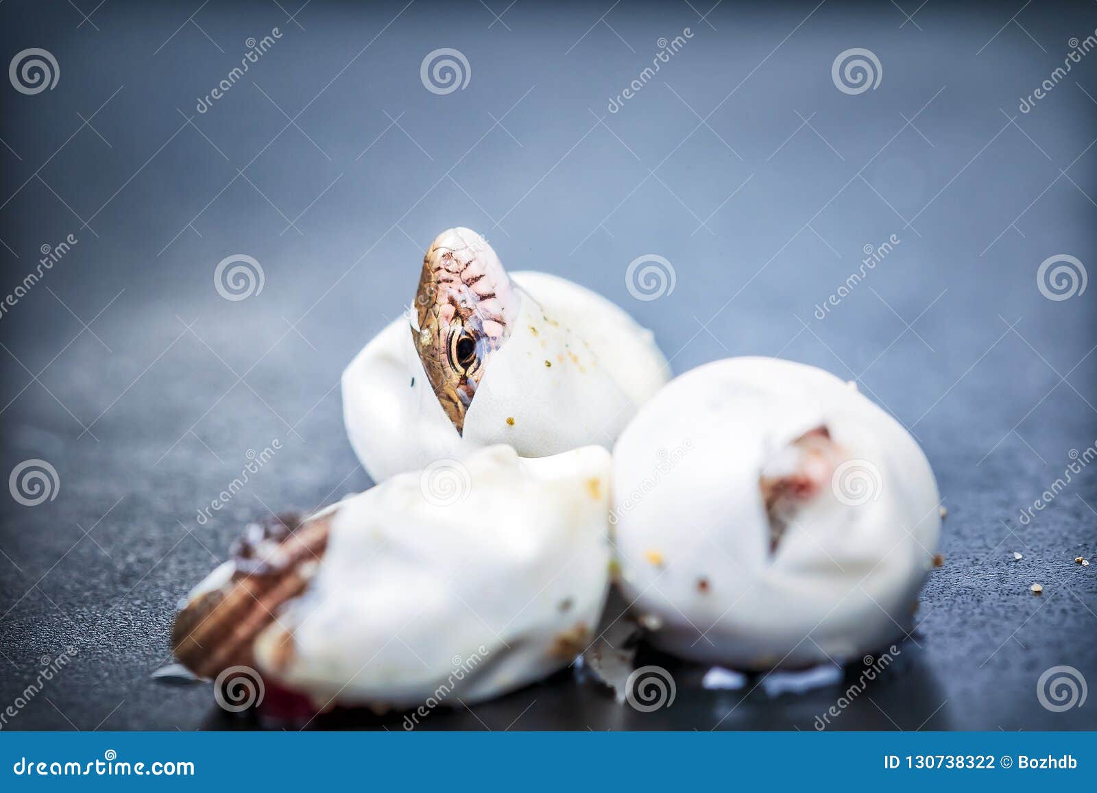 Sand lizards hatching stock photo. Image of predator - 130738322