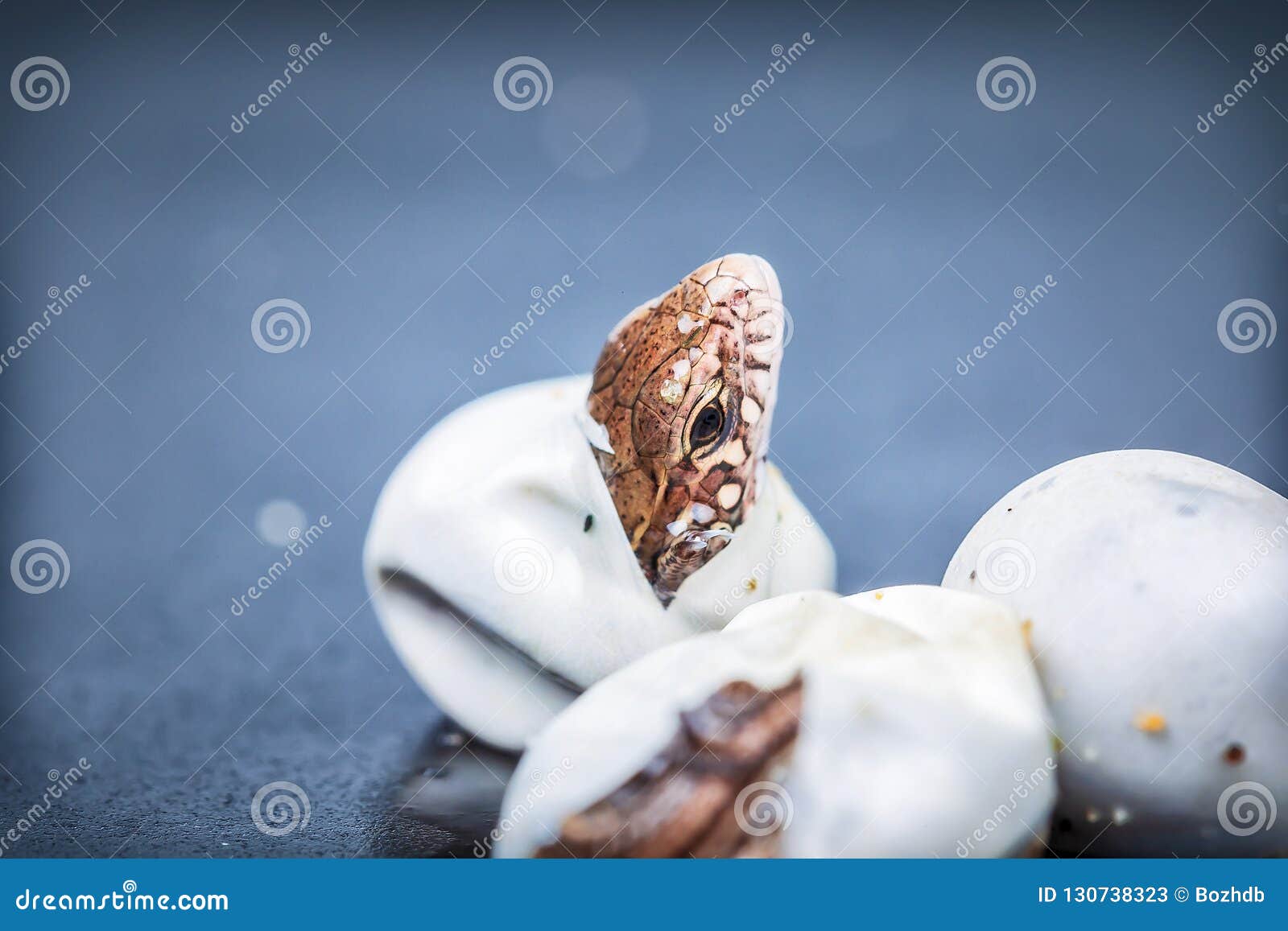 Sand lizards hatching stock image. Image of broken, nature - 130738323