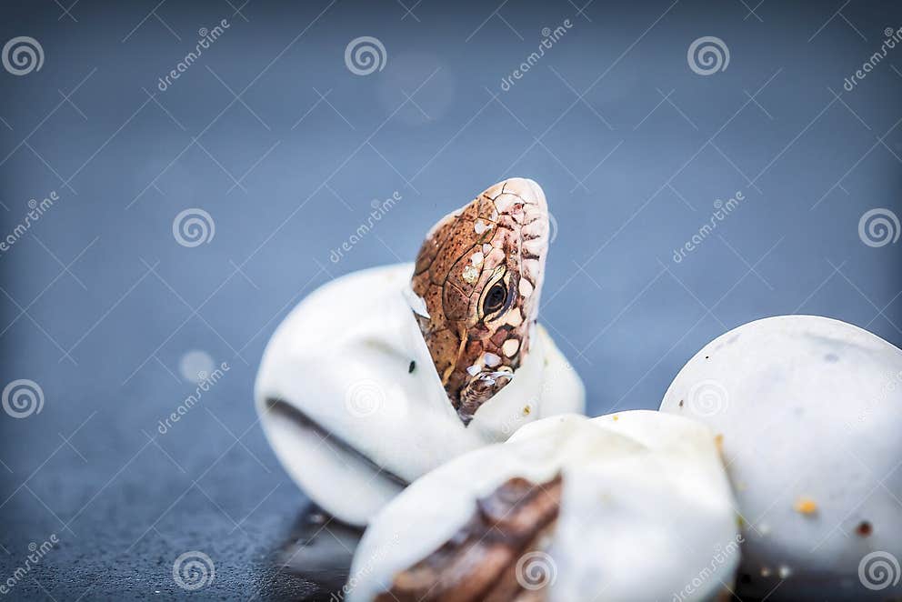 Sand lizards hatching stock image. Image of broken, nature - 130738323