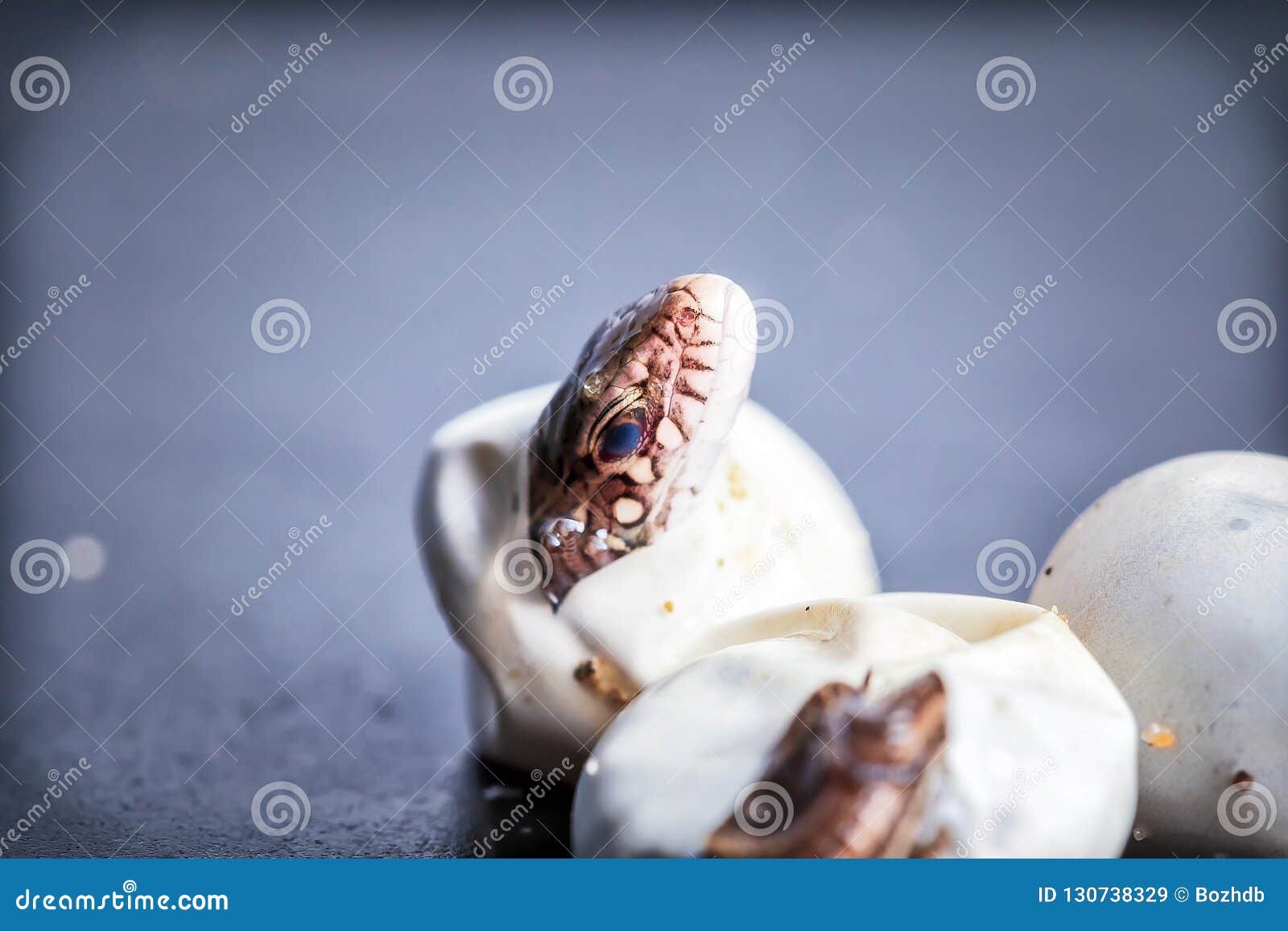 Sand lizards hatching stock image. Image of hatching - 130738329